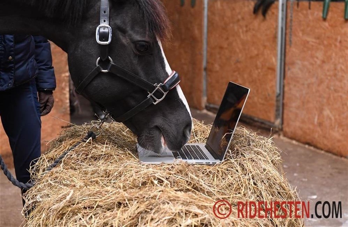 Har du misset chancen... - Ridehesten.com