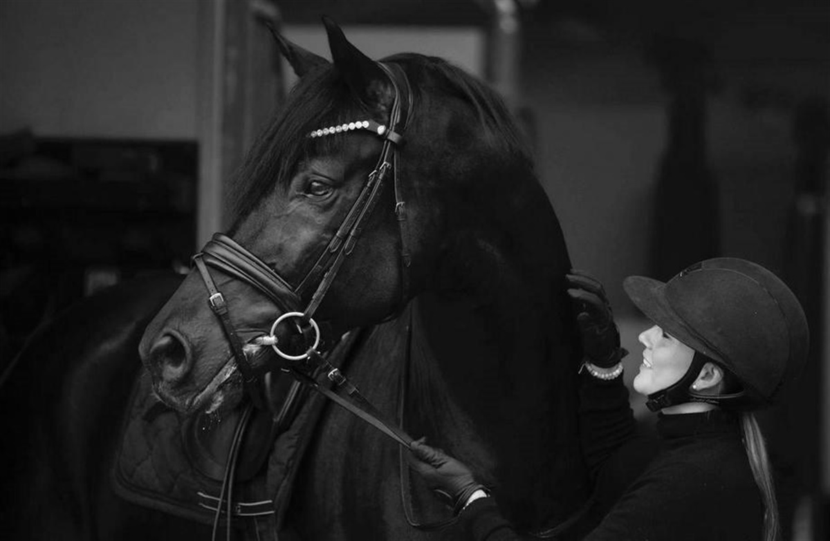 Hingsten Iron lever ikke mere - Ridehesten.com