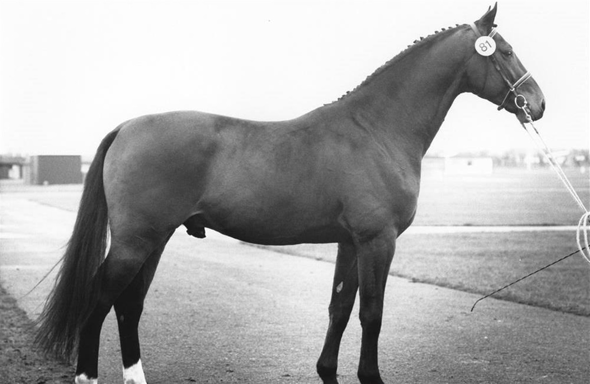 Årets Hingst: De hingste har modtaget prisen - Ridehesten.com