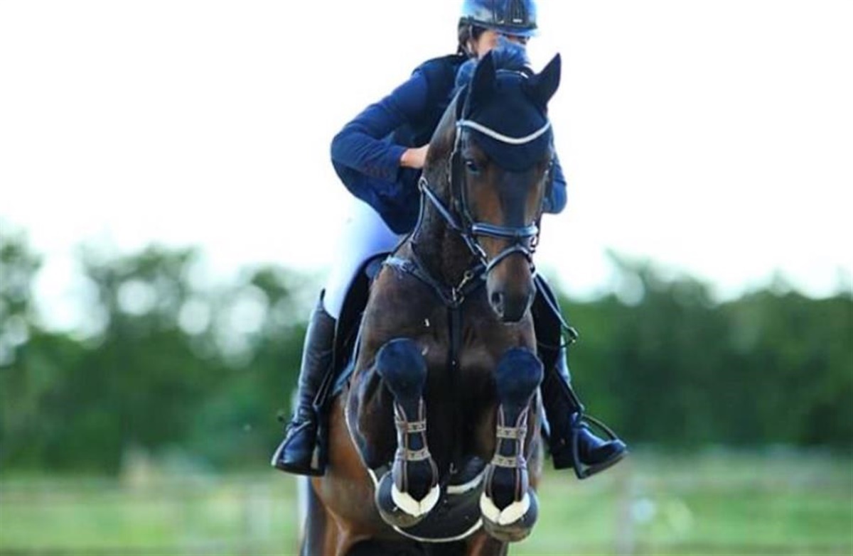 Aktiv springhest trods hjertefejl - Ridehesten.com