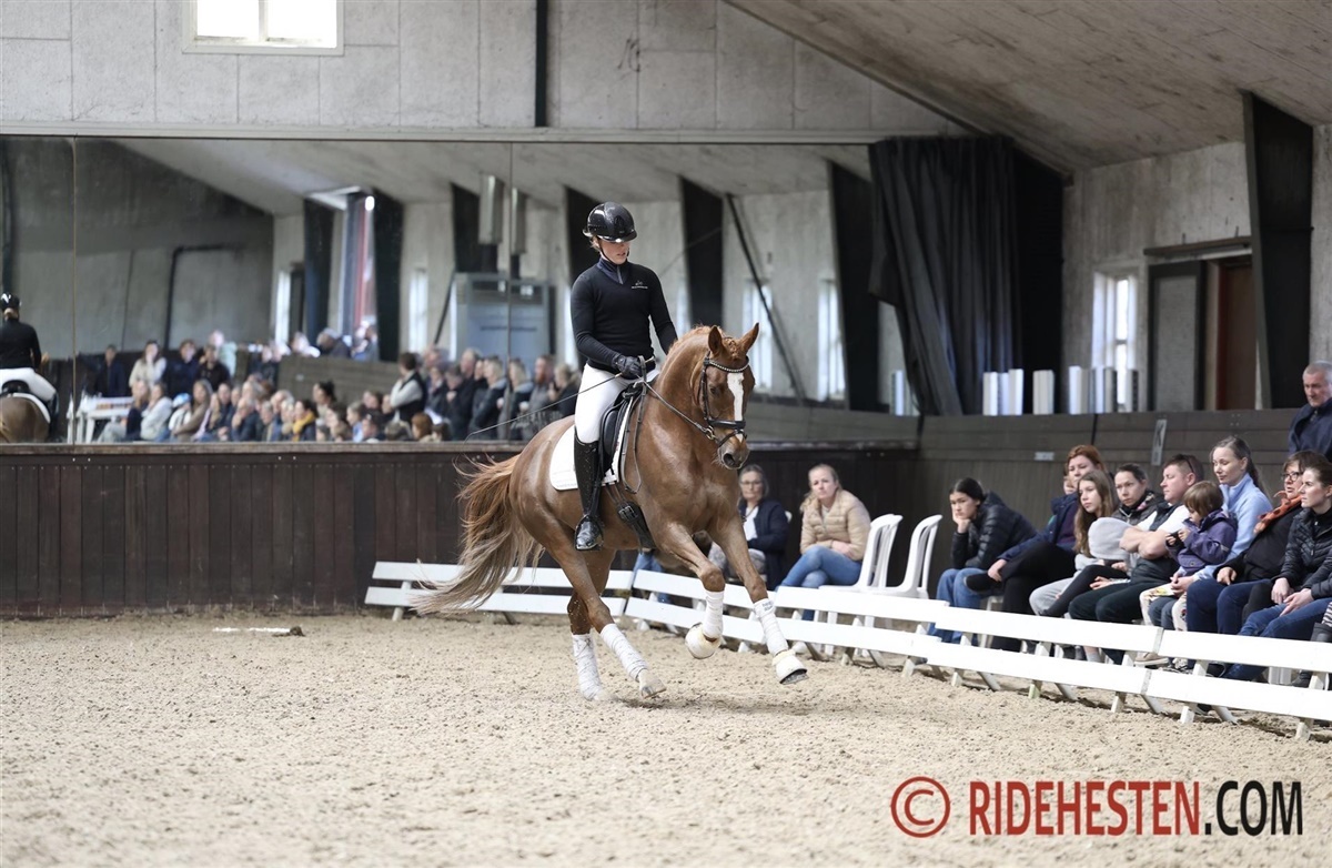 Åbent hus ved Følle Strandgaard - Ridehesten.com
