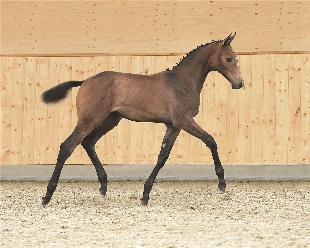 Holsteiner Foal Auctions - Ridehesten.com