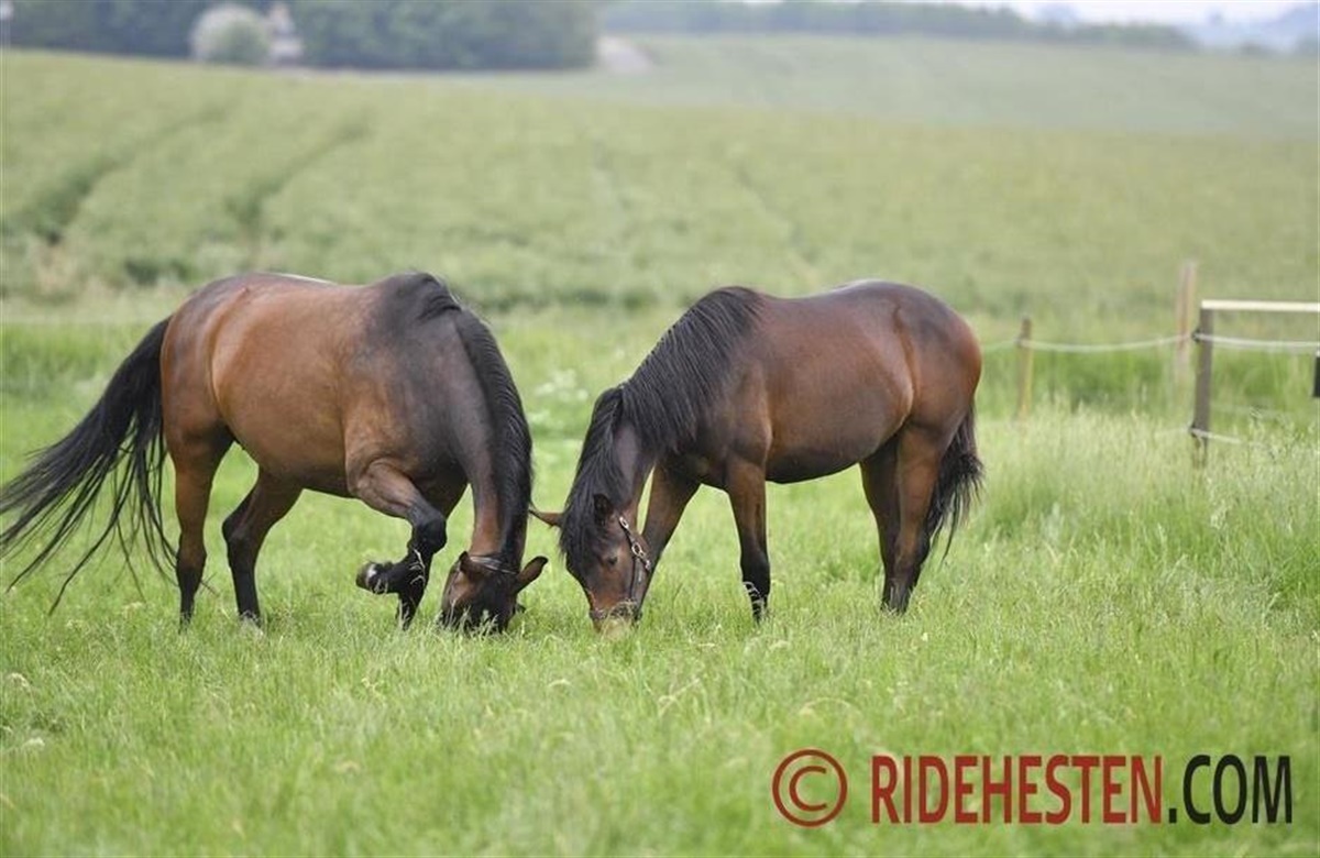 Er din hest generet af insekter? - Ridehesten.com Er din hest generet af insekter? - Ridehesten.com