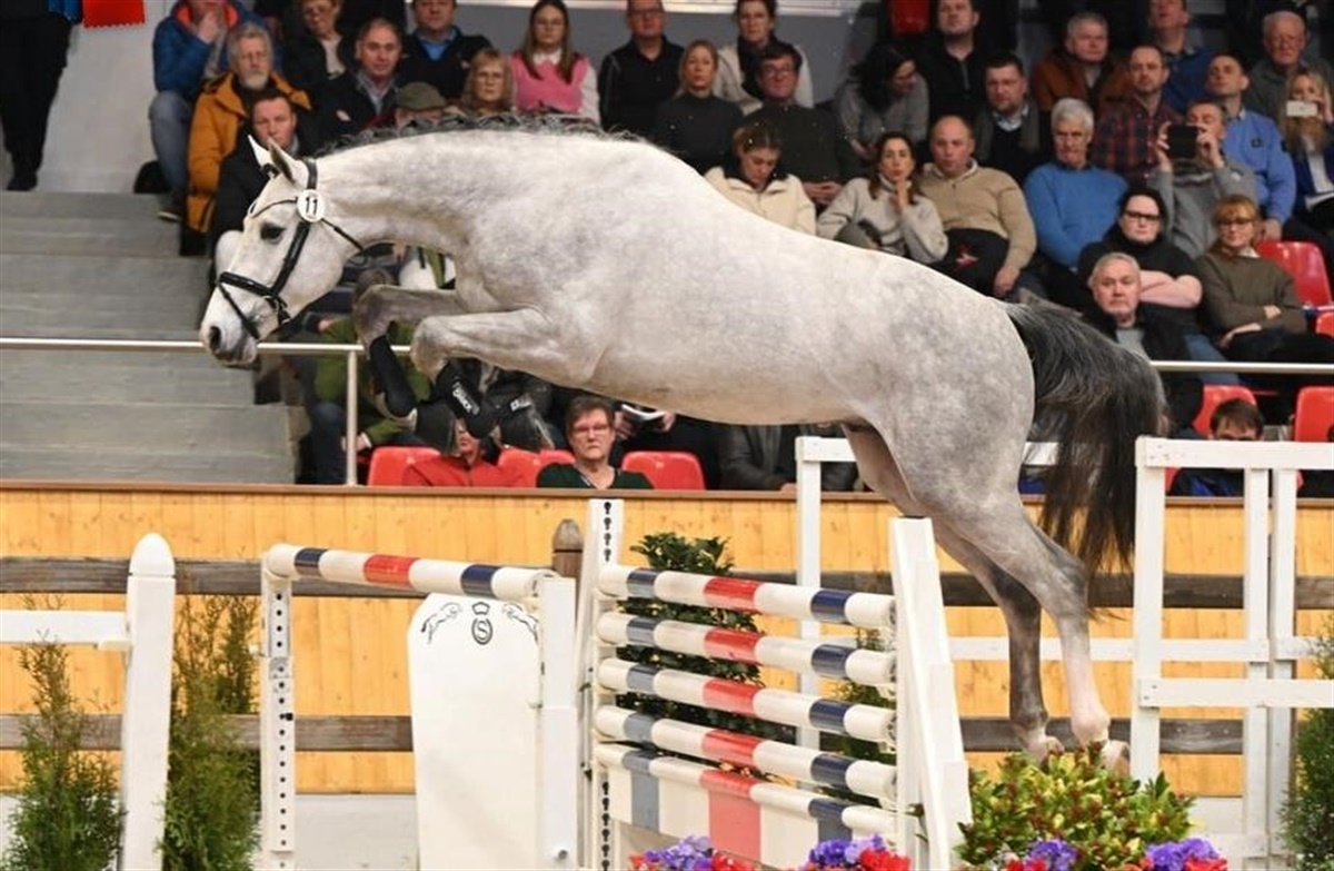 Chacoon Blue-sønnen på fløjen - Ridehesten.com