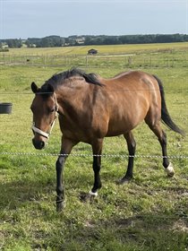 Heste til salg - Ridehesten.com