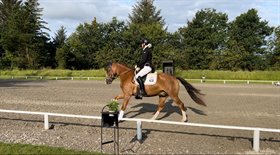 Heste til salg - Ridehesten.com