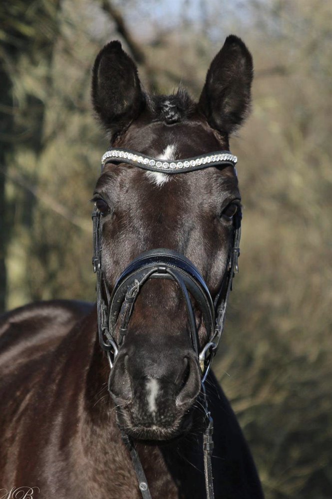 ST. JAZZLIN - Ridehesten.com