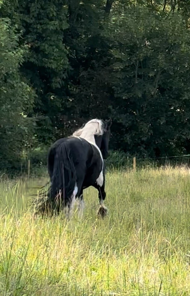 Fonso 2 - Ridehesten.com