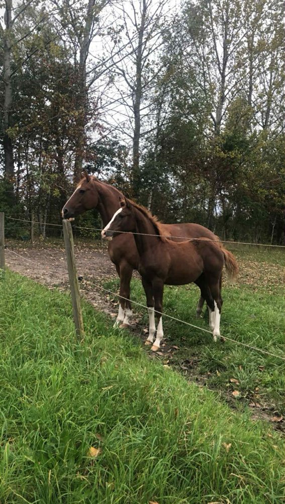 ARIANE 4 - Ridehesten.com