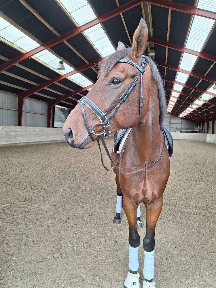 FLO RIDA LS - Ridehesten.com