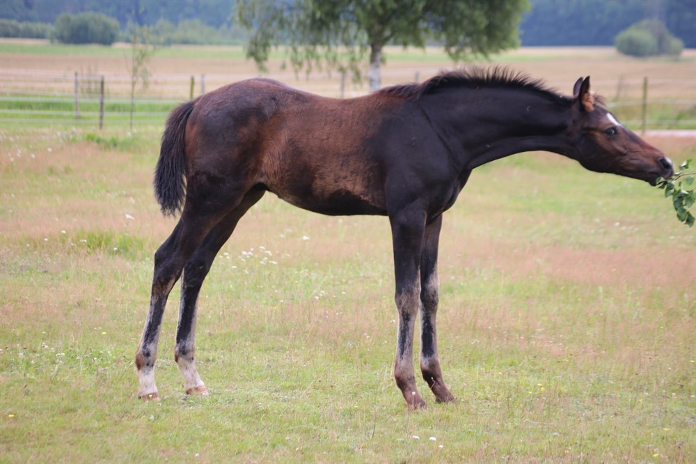 Vamous Delux Juki - Ridehesten.com