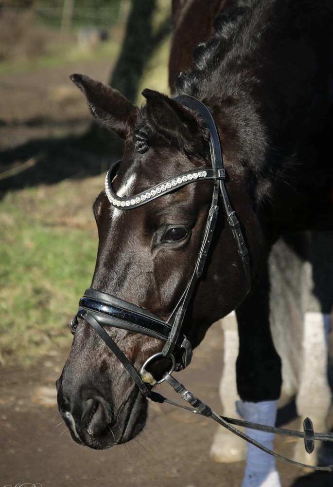 ST. JAZZLIN - Ridehesten.com