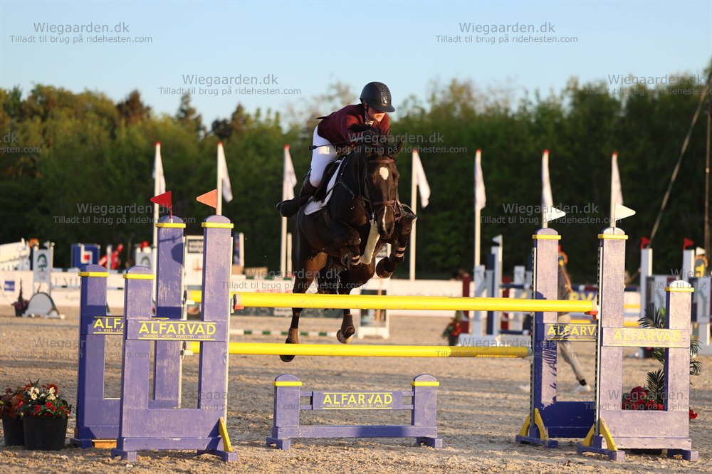 CHILI P - Ridehesten.com