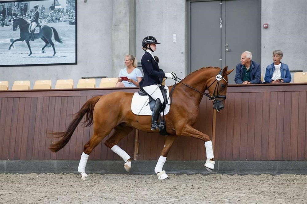ROCAZINO - Ridehesten.com
