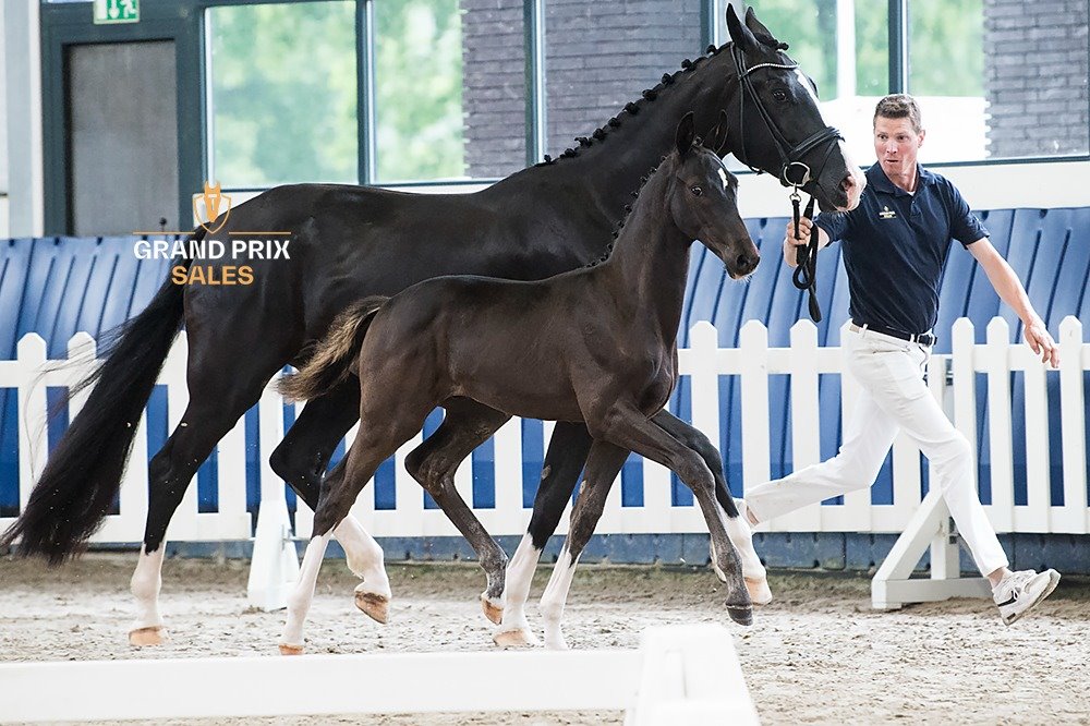Elton Dream - Hingst Føllet - Extreme US x Jameson - Ridehesten.com