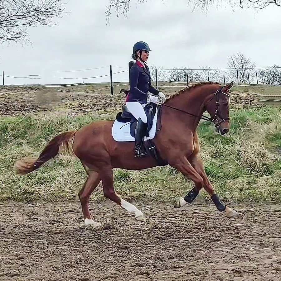 RATATA - Ridehesten.com