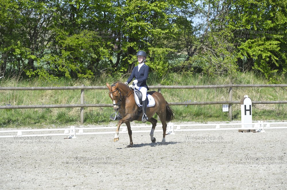 DISNEY SUNSHINE - Ridehesten.com