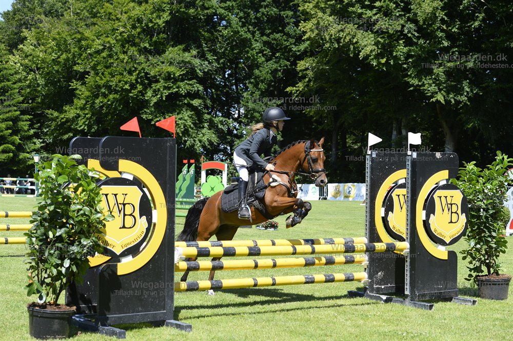 RAKKIE - Ridehesten.com