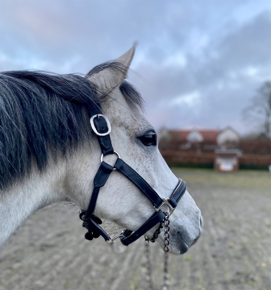 TOFTEGAARDS GURLIE - Ridehesten.com