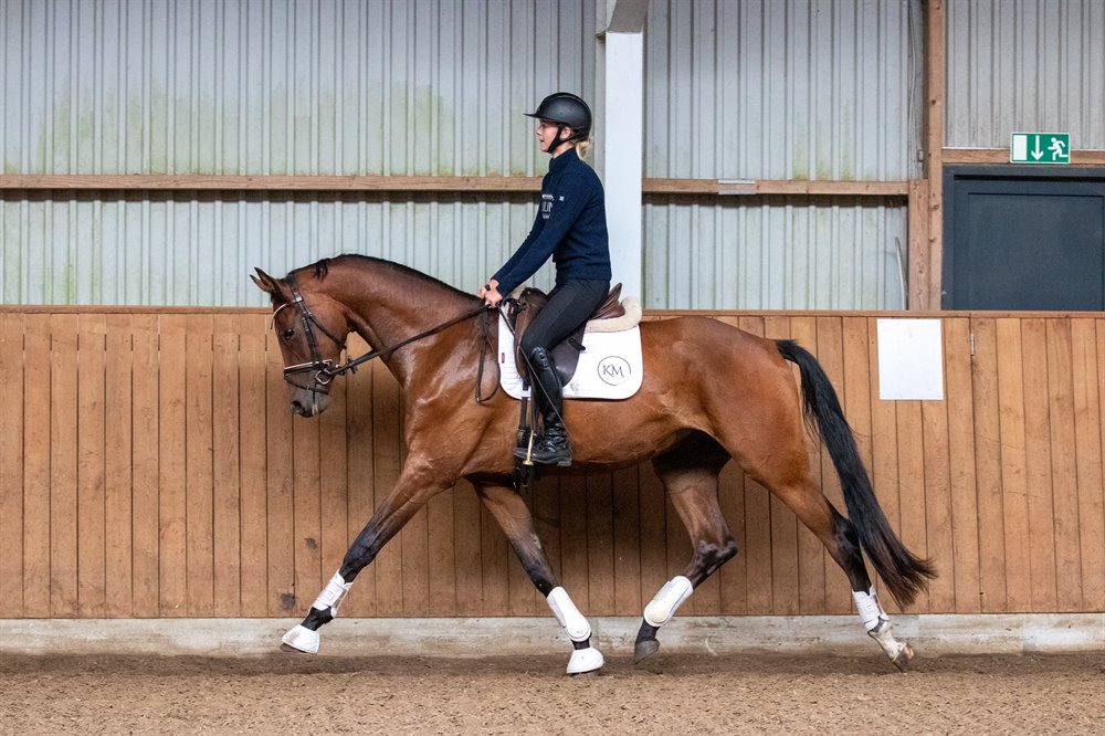 STRÆKNINGENS BENZEMA - Ridehesten.com