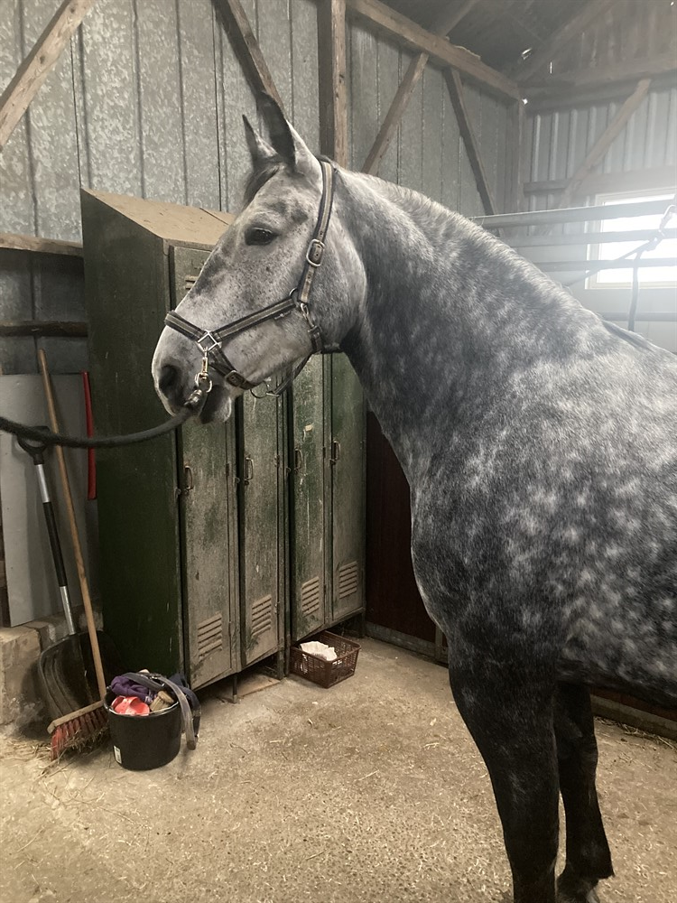 SILKE - Ridehesten.com