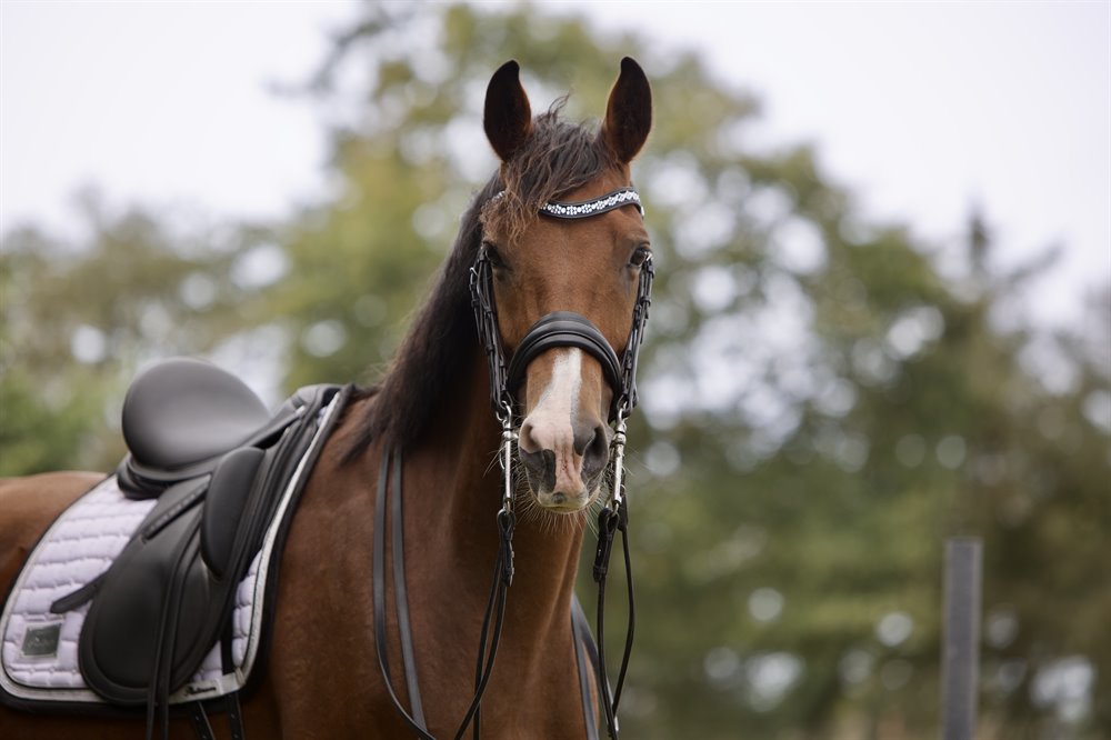 MISS TANIA - Ridehesten.com