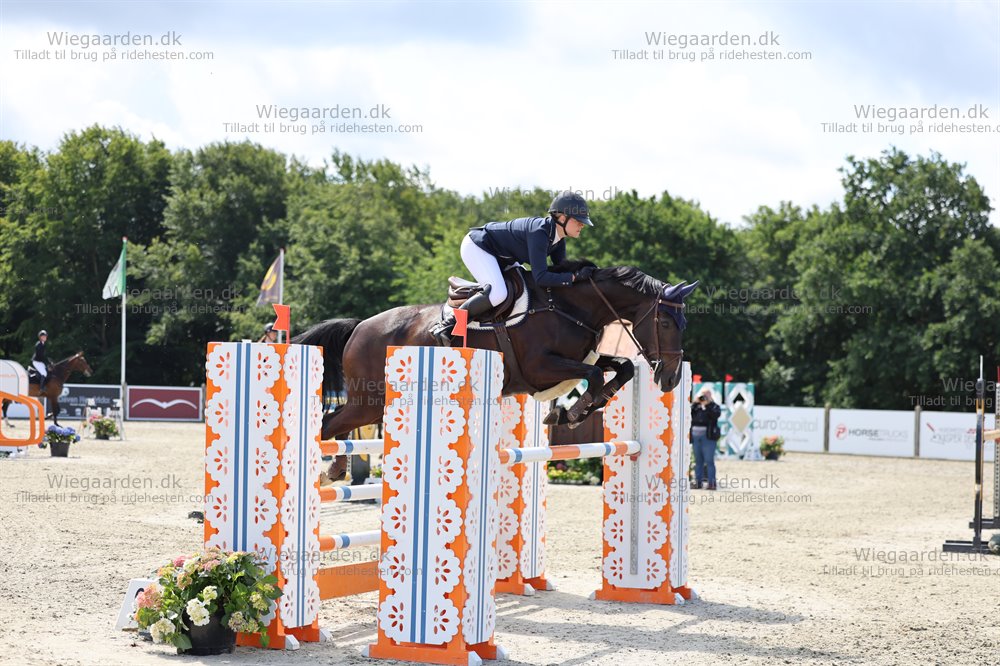 CHILI P - Ridehesten.com