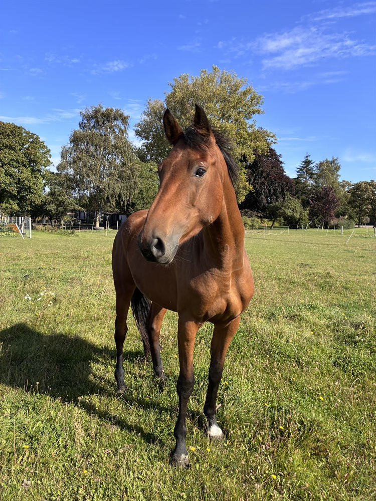 ALICE HH - Ridehesten.com