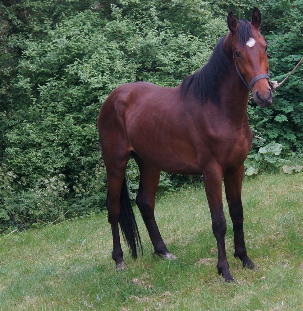 MOELLEAAENS FLORIAN - Ridehesten.com