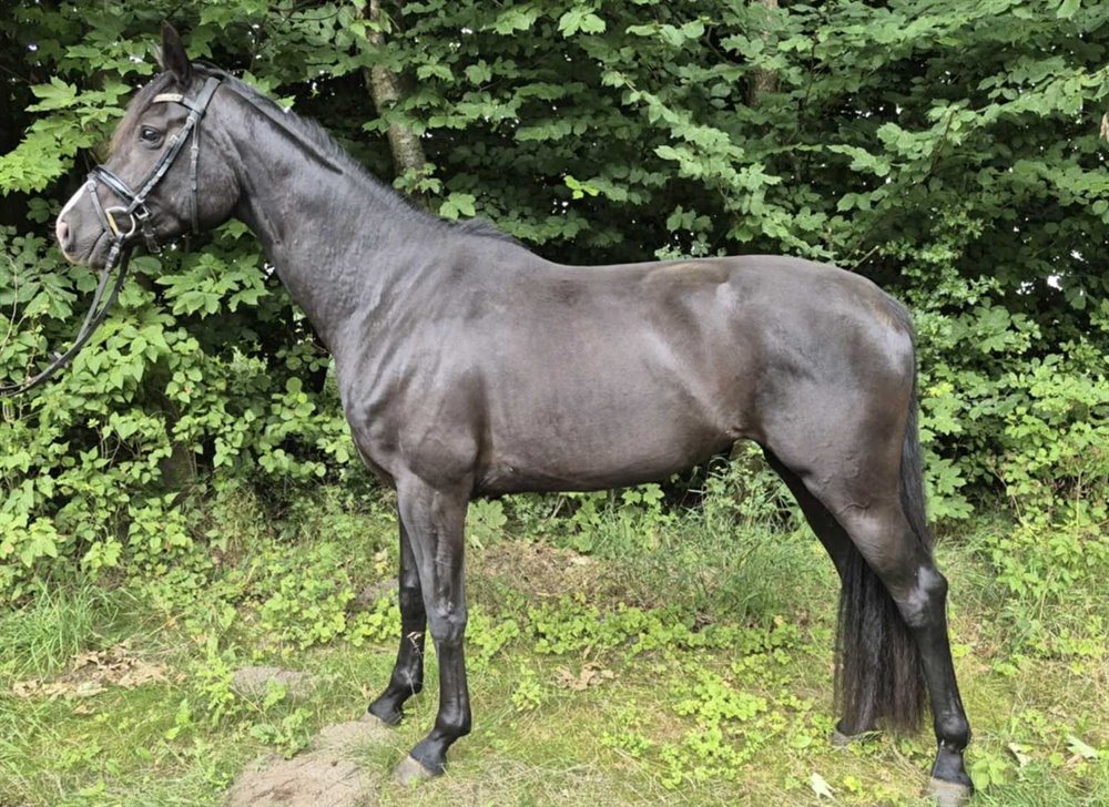 BRASHOLTS ONJA-S - Ridehesten.com