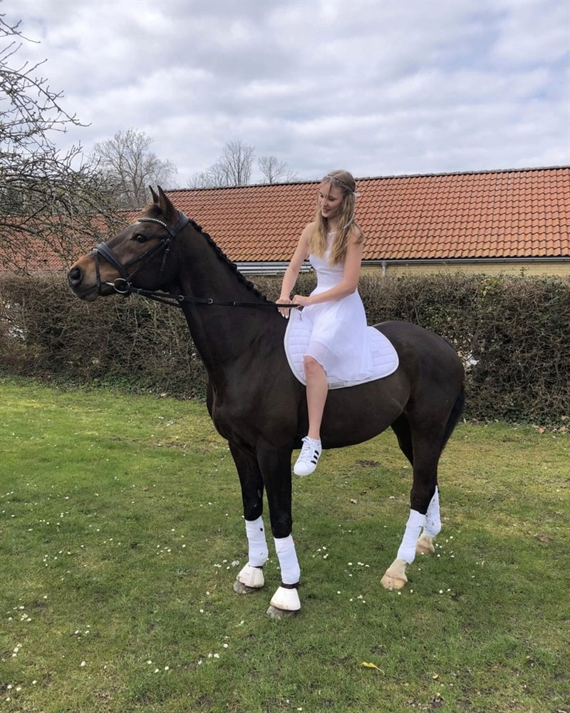 PINOCCHIO - Ridehesten.com