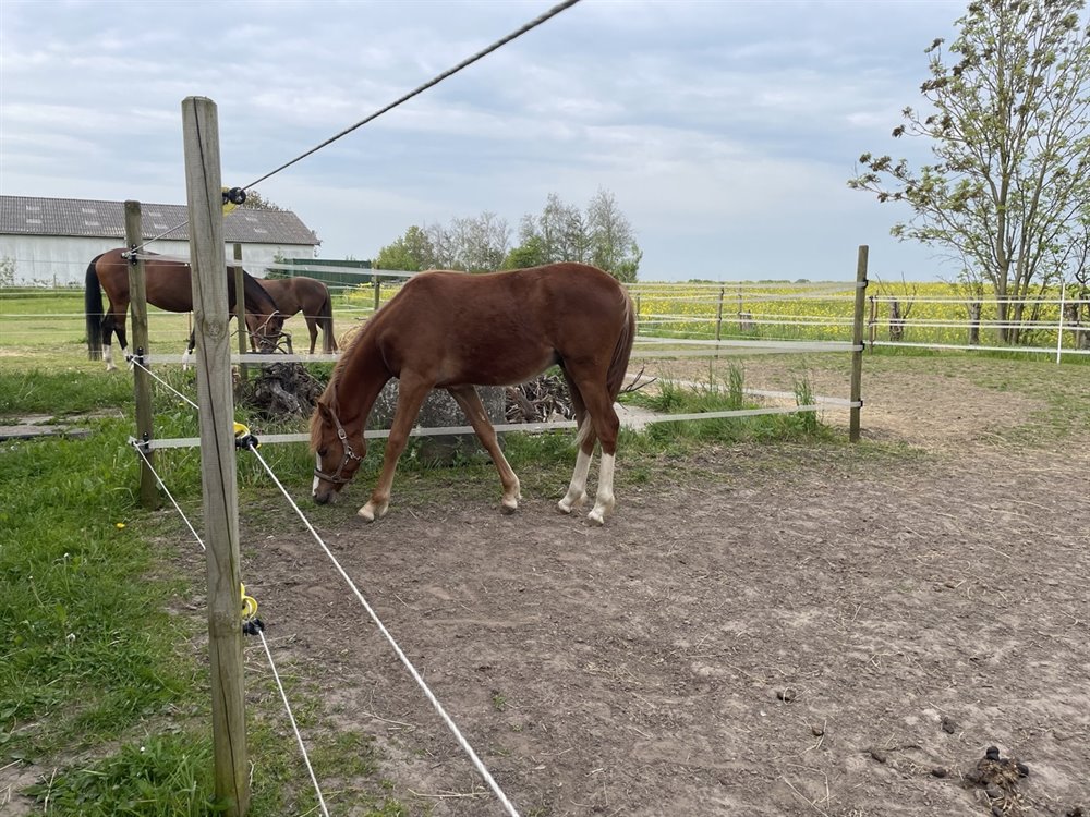 LIGHTNING MCQWEEN - Ridehesten.com