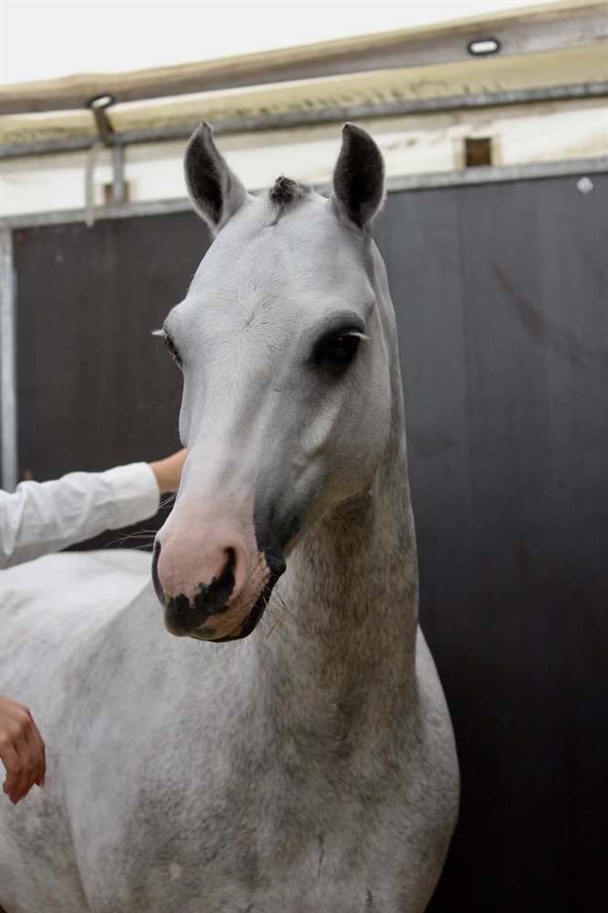 MIRAIN TOFFEE - Ridehesten.com