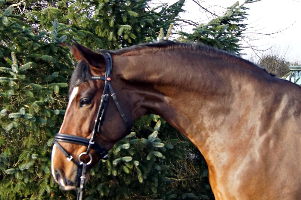 Nocturno HS - Ridehesten.com