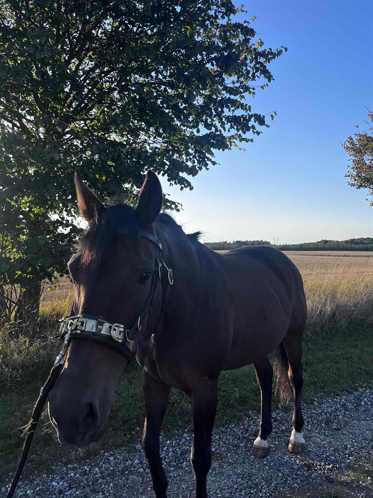 ZILKE - Ridehesten.com