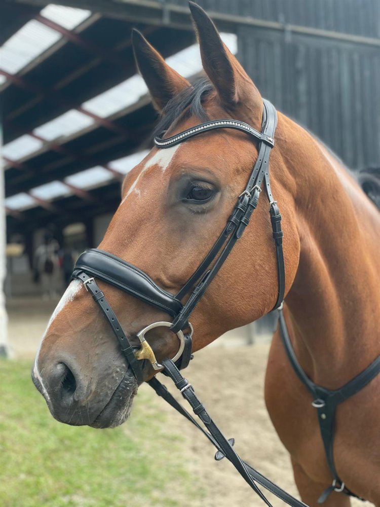 ORAYA V/D ROSTAL - Ridehesten.com